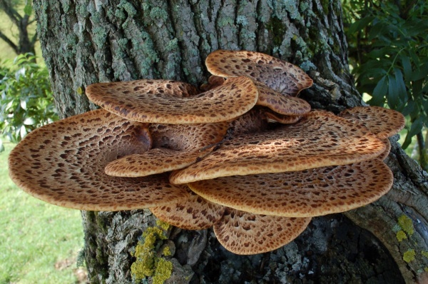 Zadelzwam - Wildpluk wiki