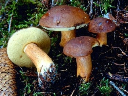 Kastanjeboleet - Wildpluk wiki
