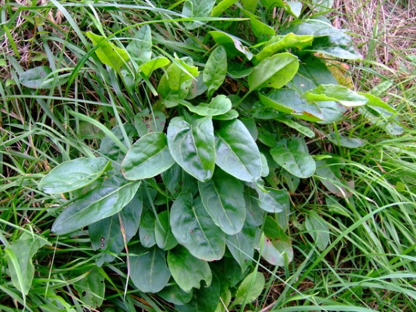 Veldzuring - Wildpluk wiki