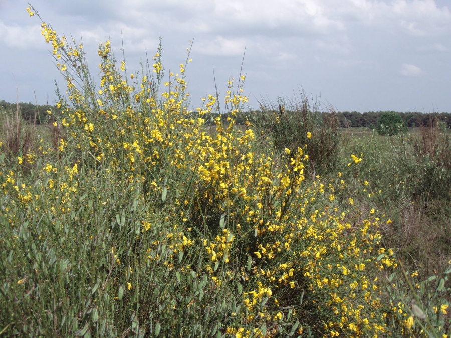 Brem - Wildpluk wiki